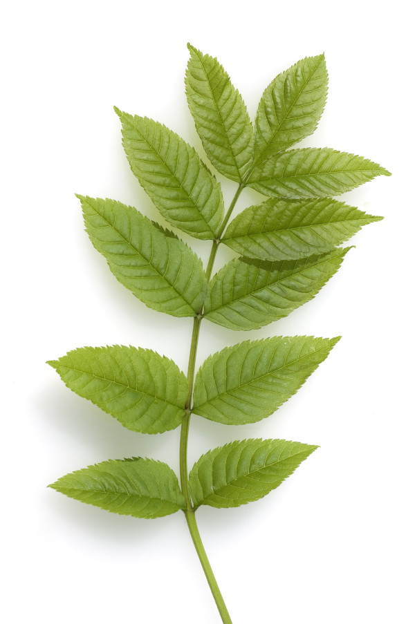 Die Esche: Alles über den Baum & Eschenholz | LaModula